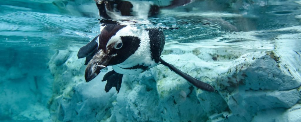 Sea Mystic Sea Big Savings | Mystic Aquarium | Mystic Seaport | Olde ...